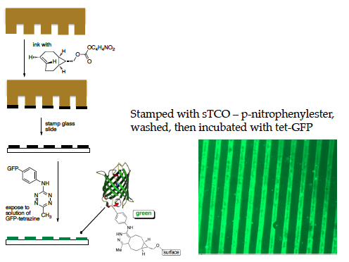 Bioorthogonal Ligations | Mehl Research Group